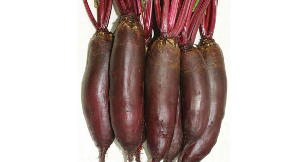 Beets RODINA F1 (cylindrical) ≈500 seeds